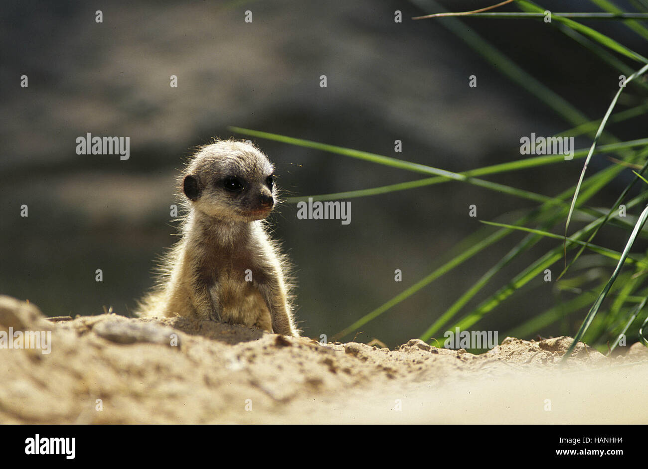 Meerkat cub hi-res stock photography and images - Alamy