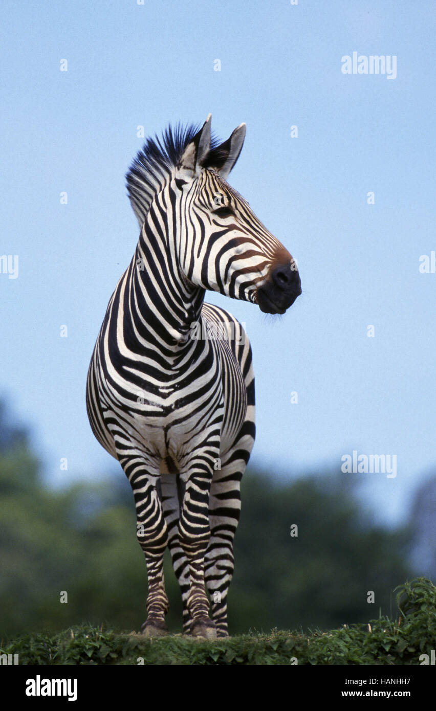 Hartmanns bergzebra hi-res stock photography and images - Alamy