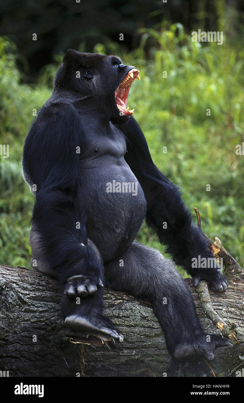Gorilla gori High Resolution Stock Photography and Images - Alamy