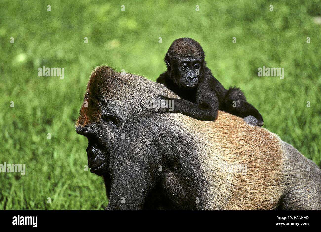 Gorilla baby father hi-res stock photography and images - Alamy
