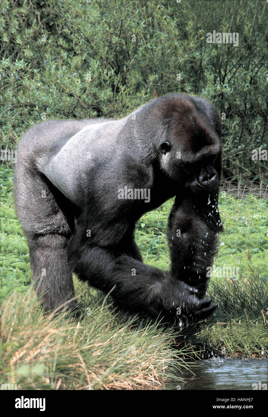 Standing gorilla hi-res stock photography and images - Alamy
