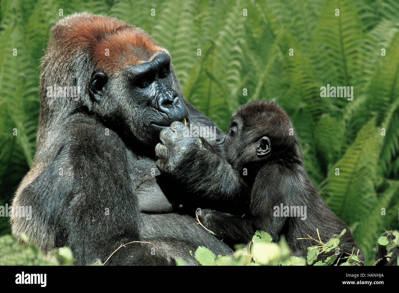 Gorilla ecosystem hi-res stock photography and images - Alamy