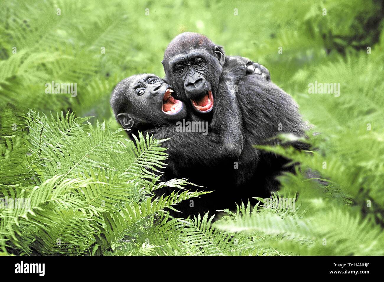 Baby Gorillas Playing