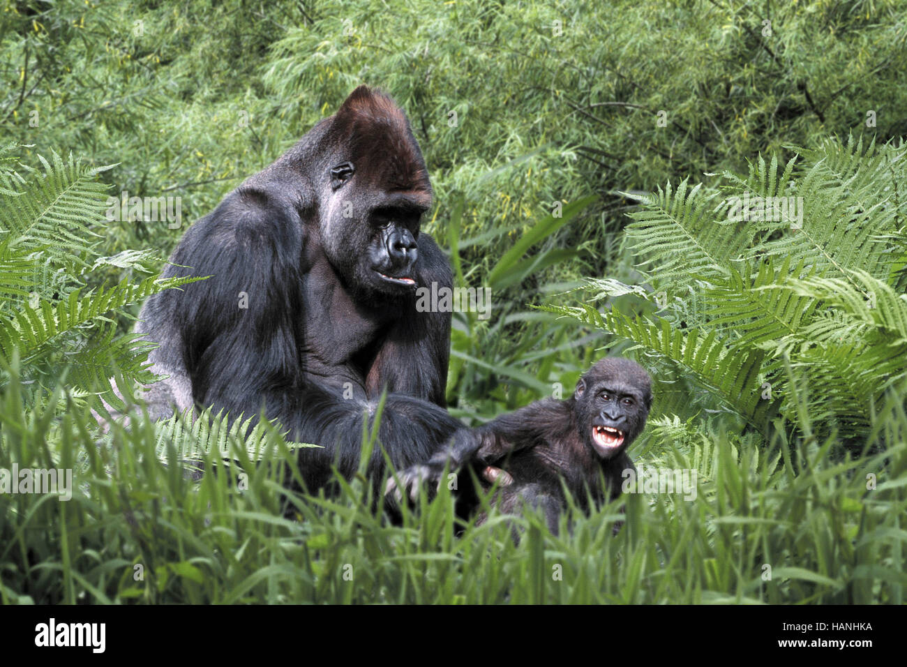 Gorilla ecosystem hi-res stock photography and images - Alamy