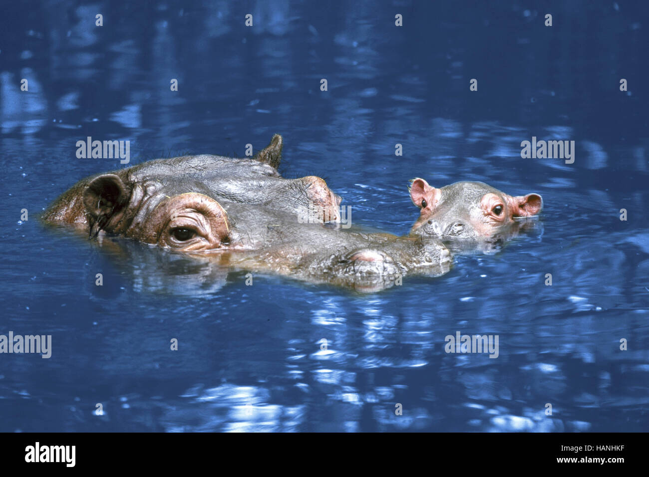 Hippo calf hi-res stock photography and images - Alamy