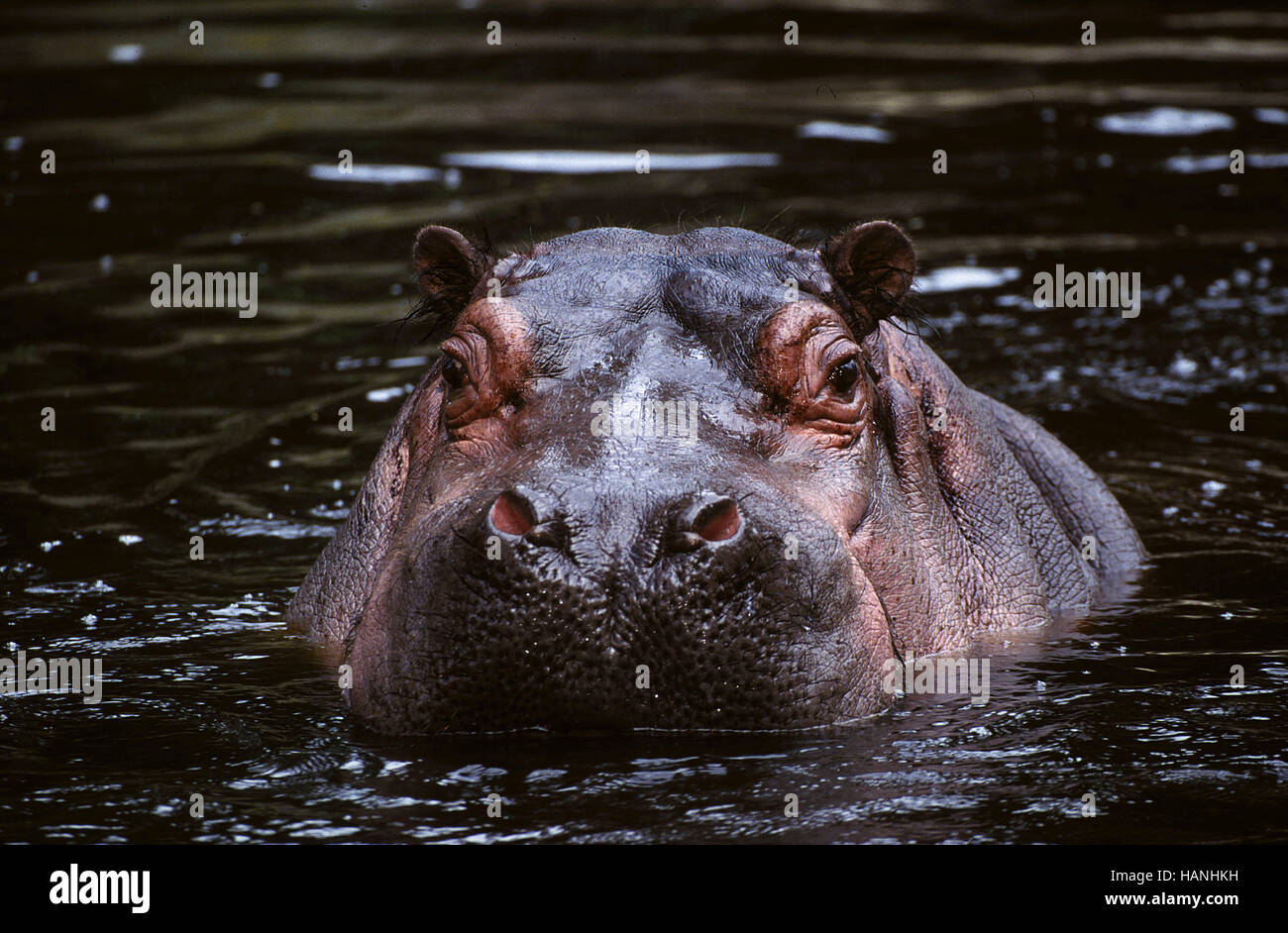Hippo frontal hi-res stock photography and images - Alamy