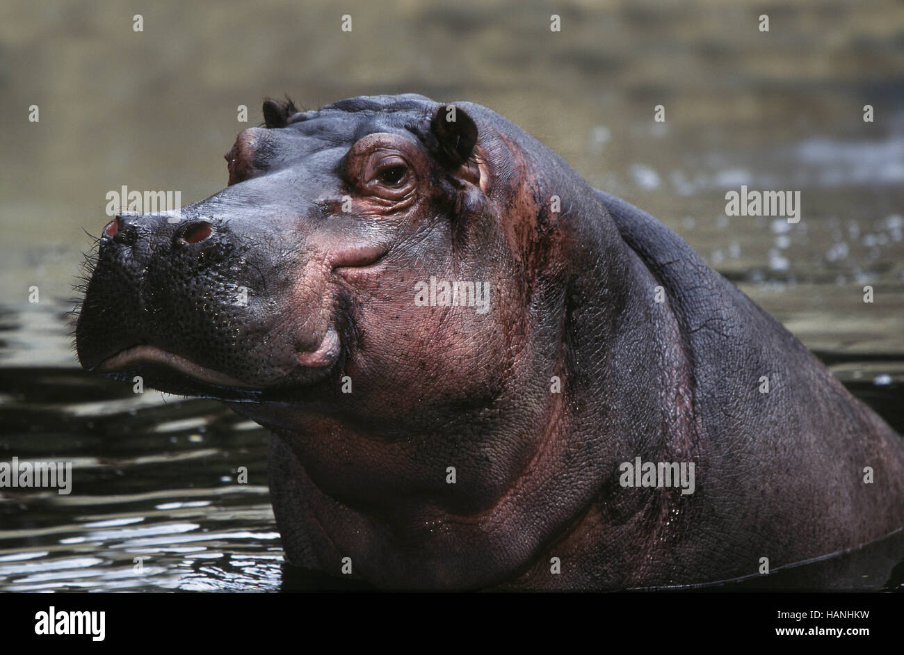 Adult hippo hi-res stock photography and images - Alamy