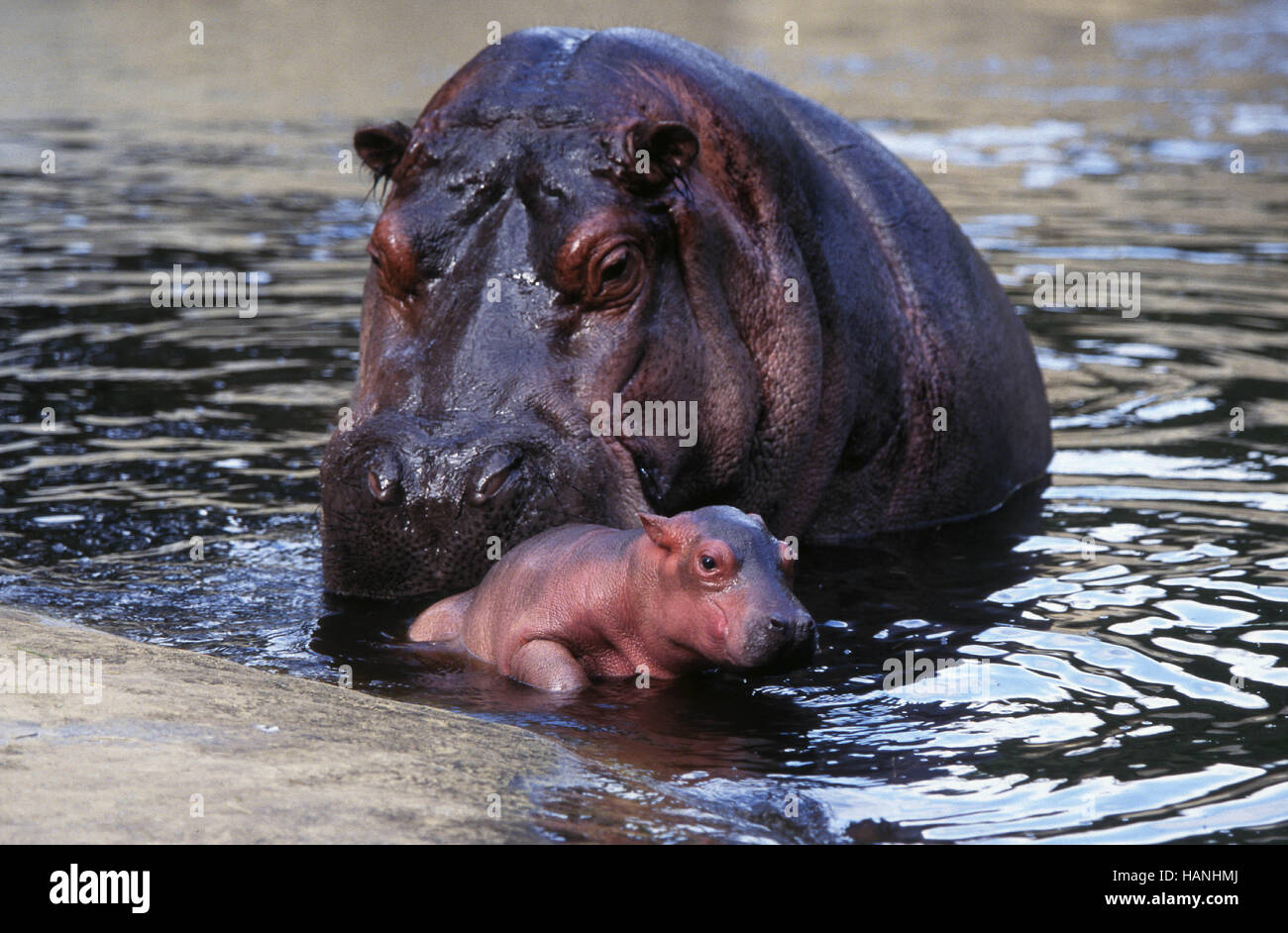 Female hippo hi-res stock photography and images - Alamy