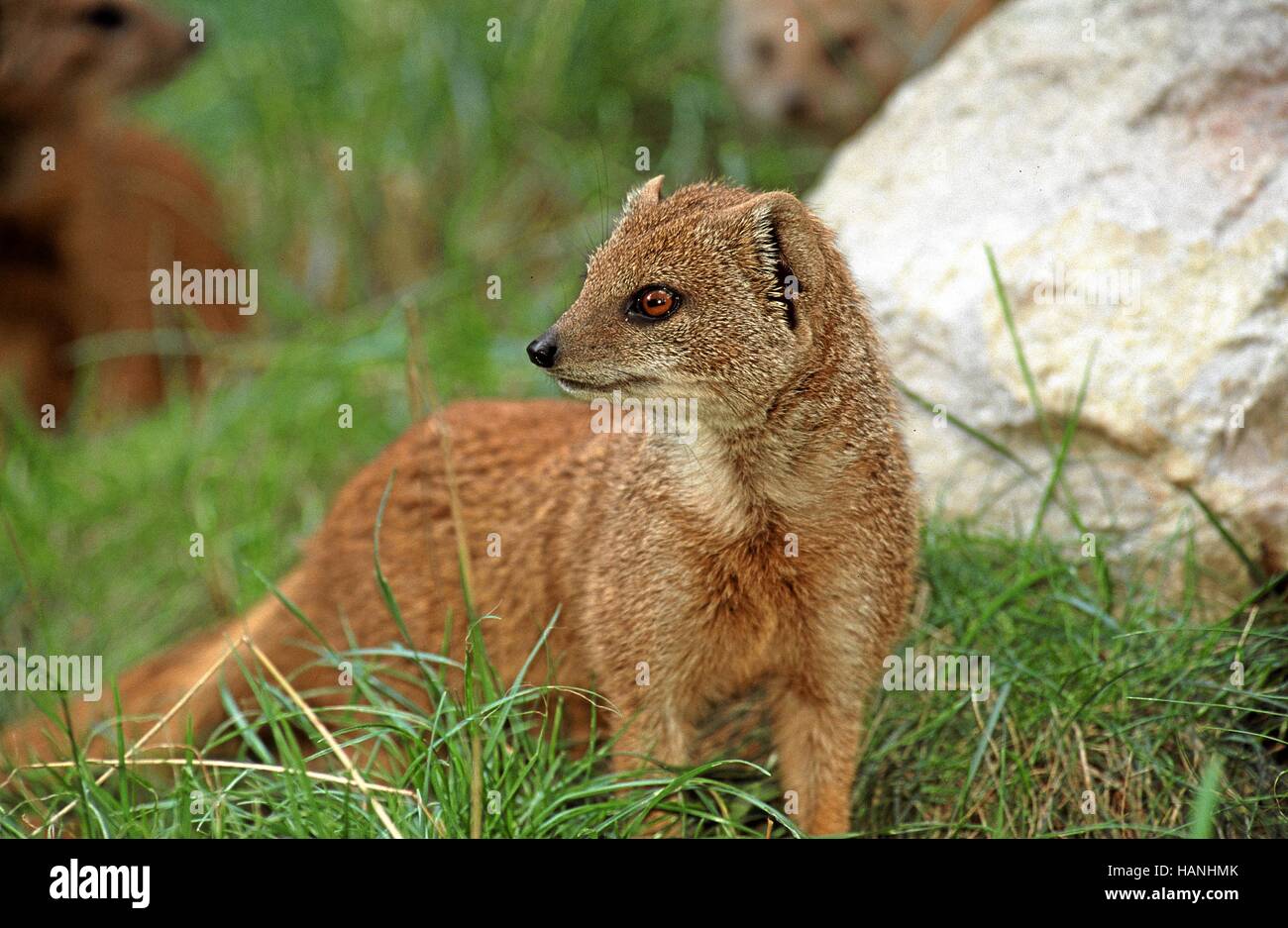 Fox mongoose hi-res stock photography and images - Alamy
