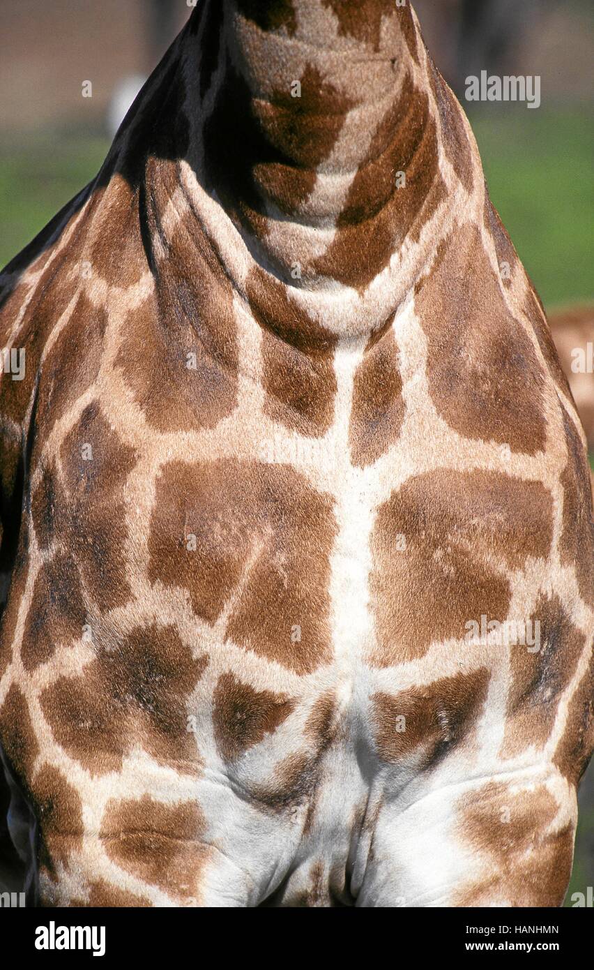 Giraffenhals hi-res stock photography and images - Alamy
