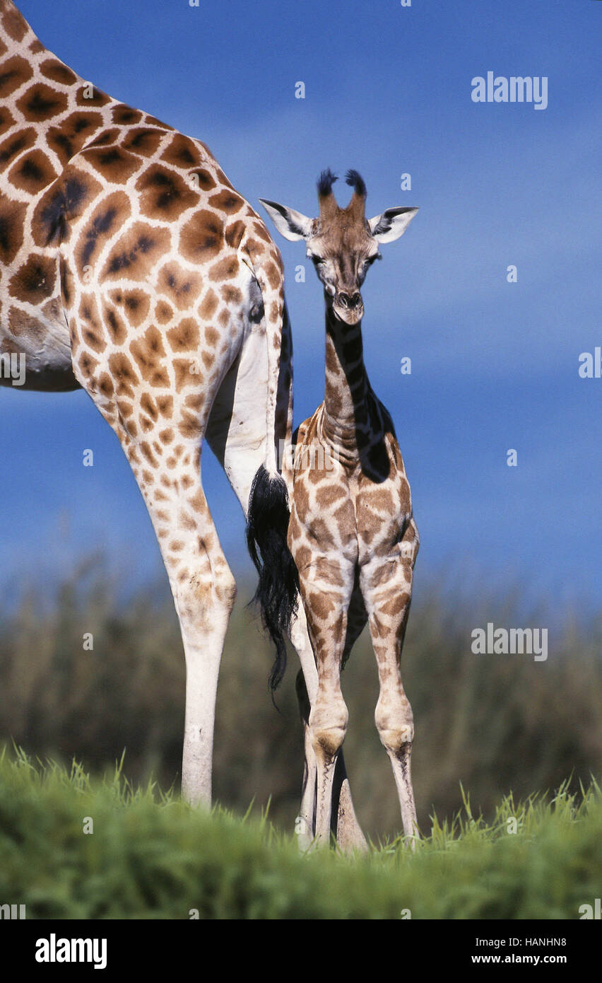 Giraffe Poster High Resolution Stock Photography and Images - Alamy