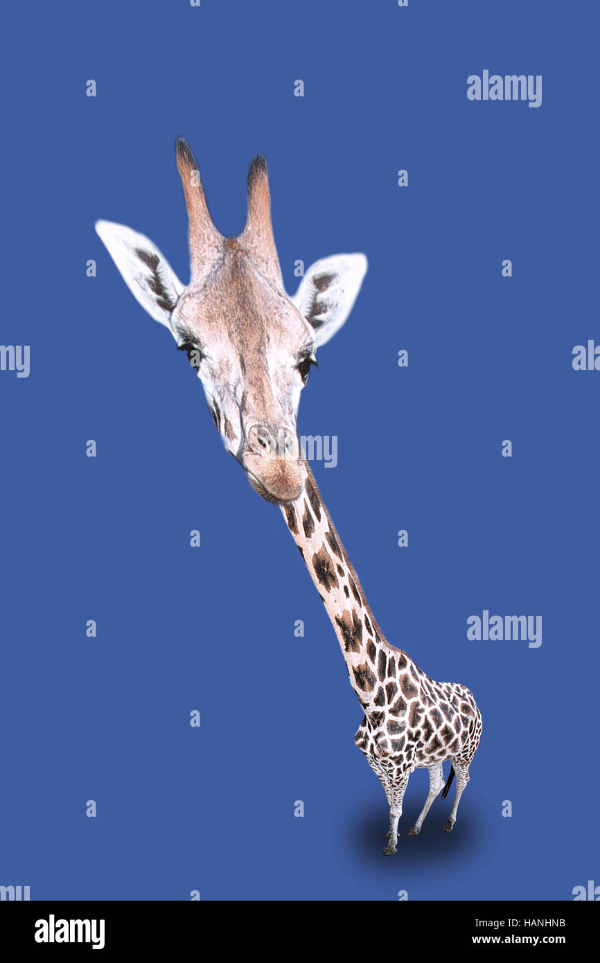 Giraffe Cut Out High Resolution Stock Photography and Images - Alamy