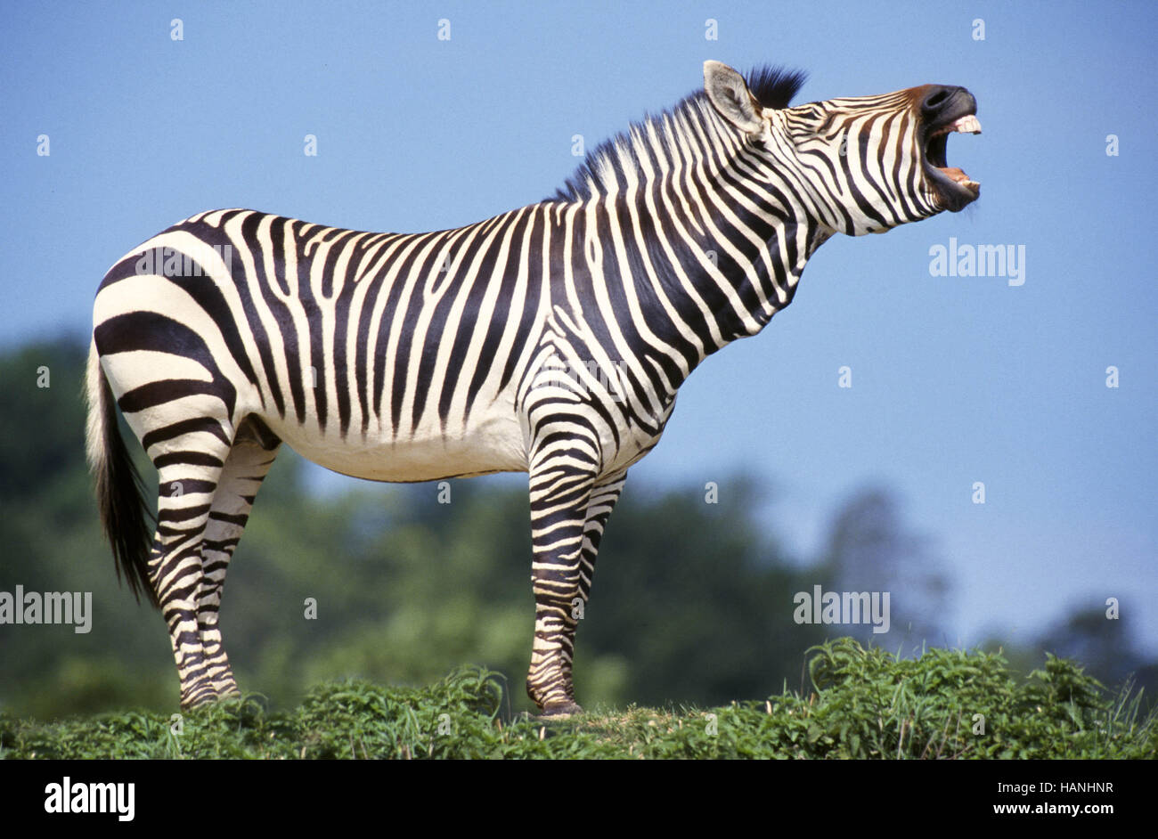Hartmann's Mountain Zebra, Hartmann-Bergzebra Stock Photo - Alamy