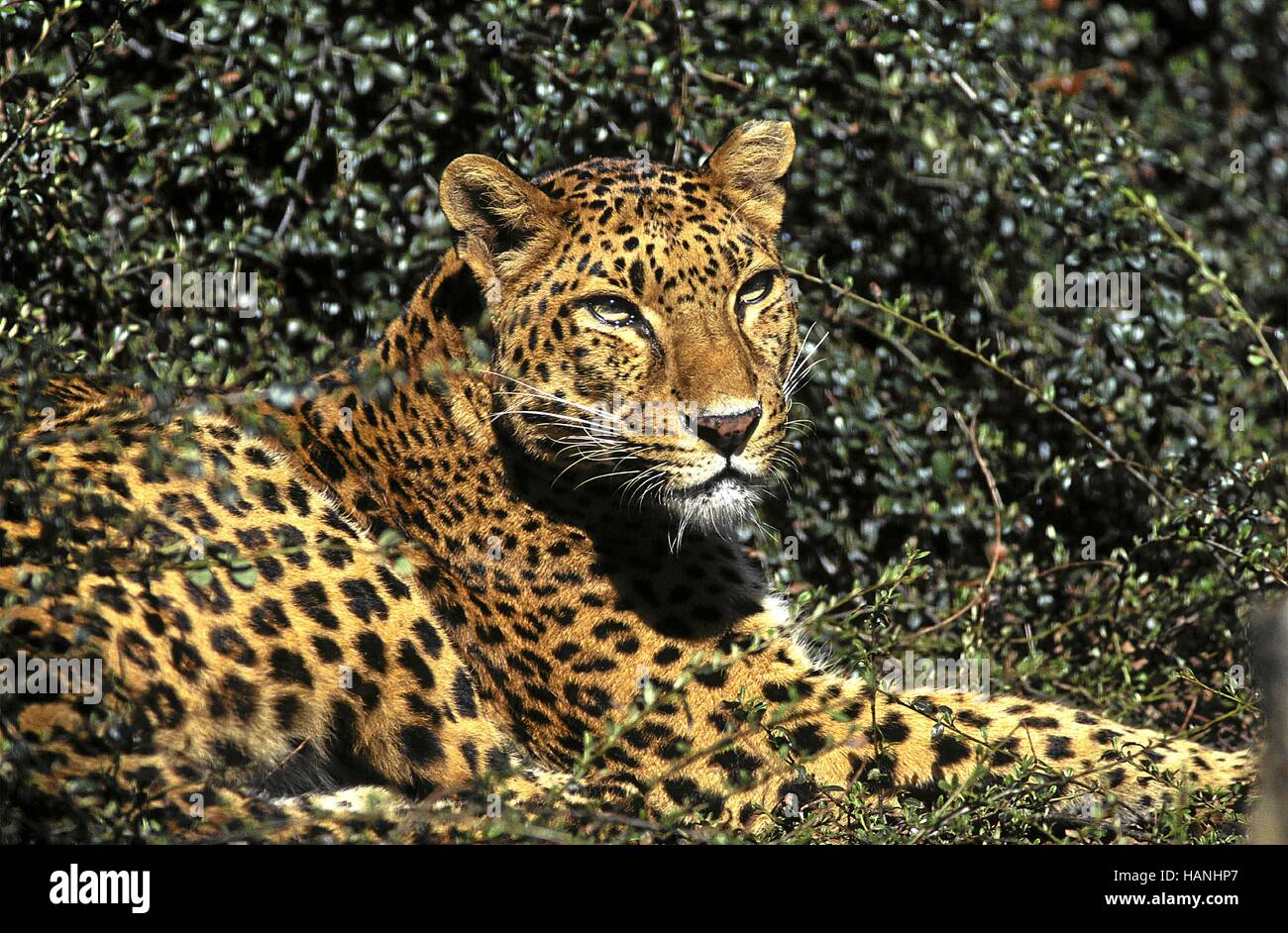 Raubtier leopard hi-res stock photography and images - Alamy