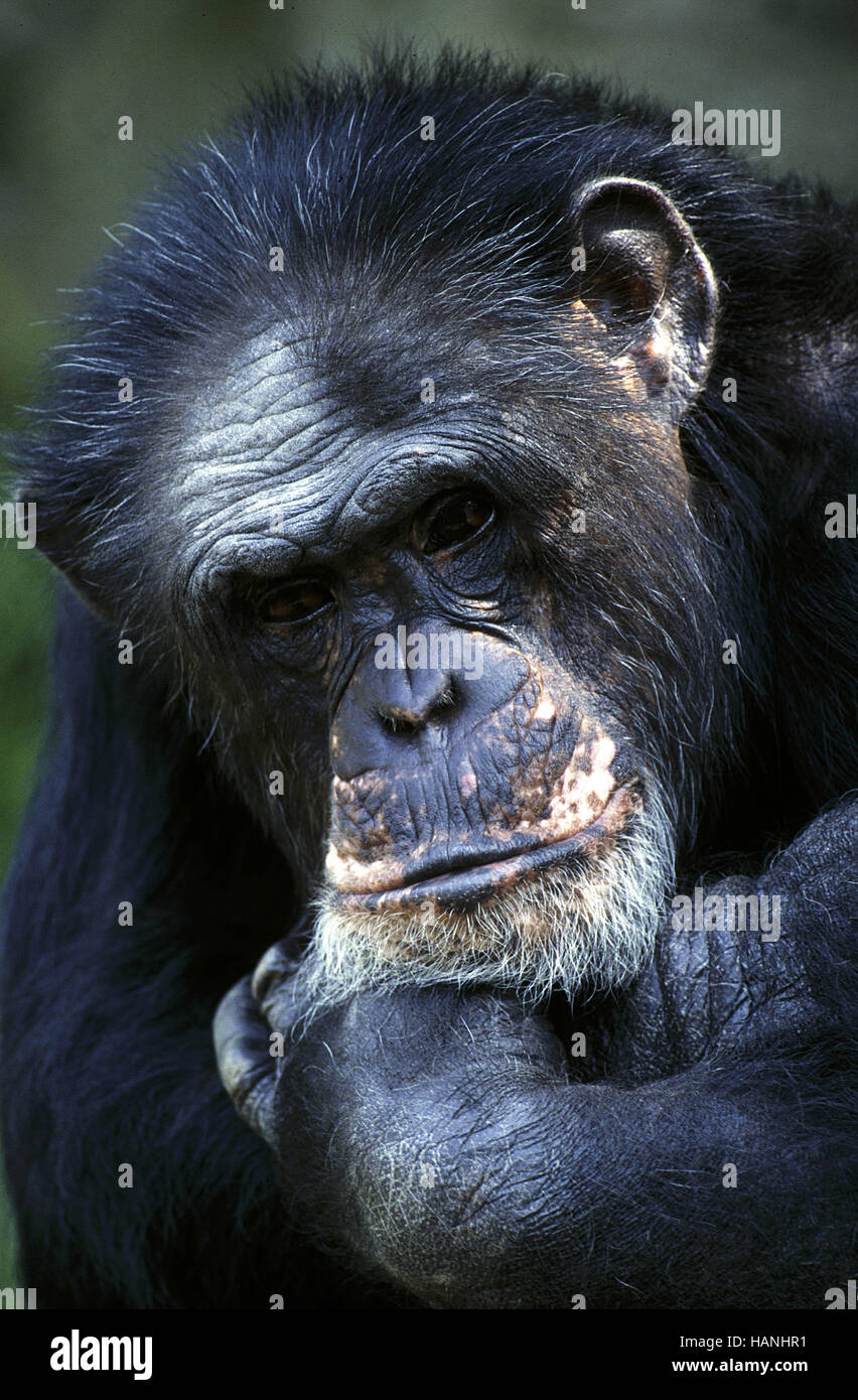 Gemeine schimpansen hi-res stock photography and images - Alamy