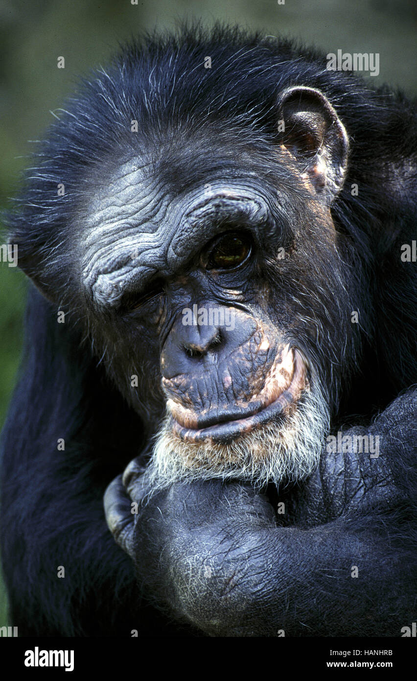 Old chimpanzee hi-res stock photography and images - Alamy