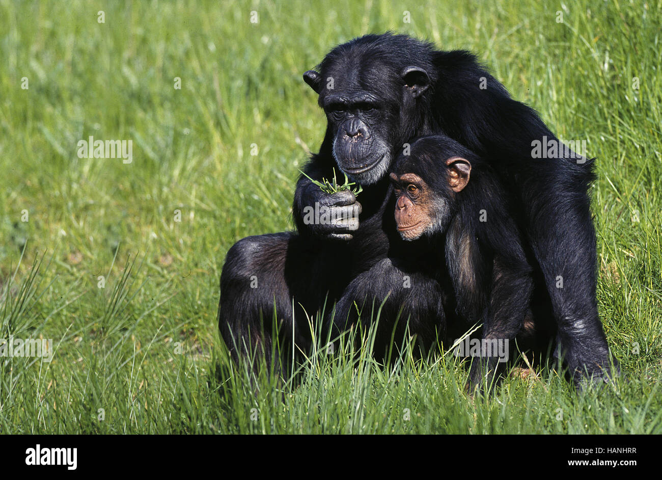 Ti pan hi-res stock photography and images - Alamy