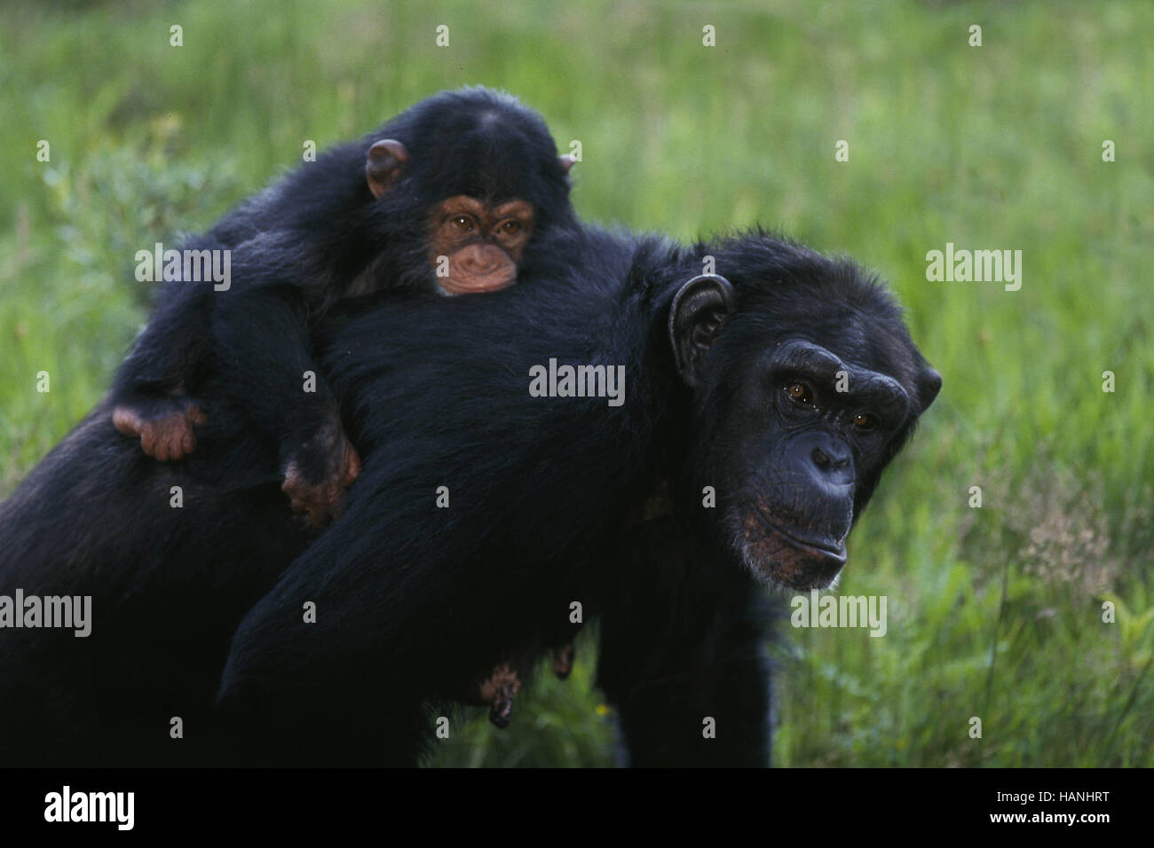 Chimpanzee baby hi-res stock photography and images - Alamy