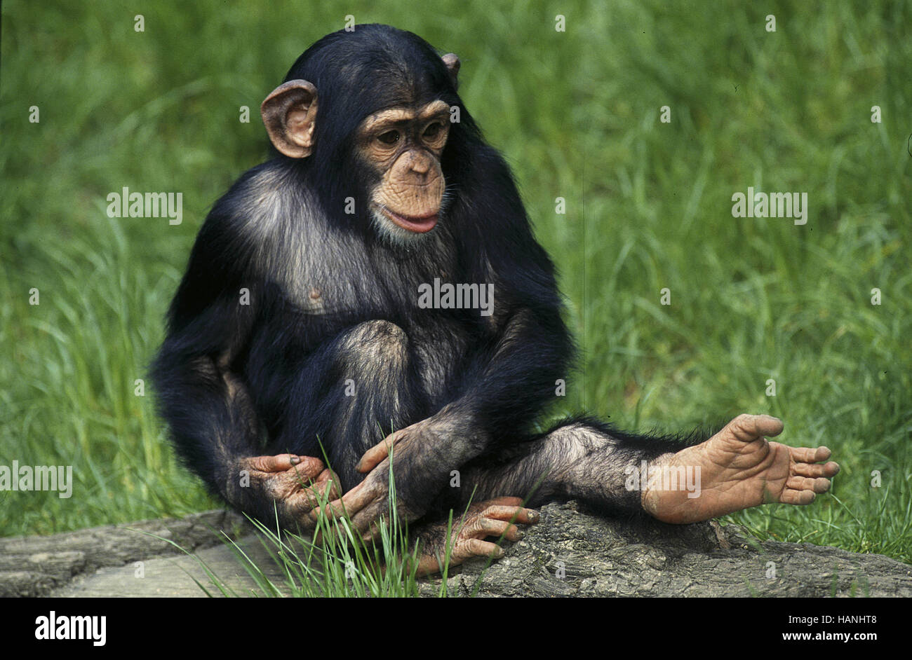 Chimpanzees playing hi-res stock photography and images - Alamy