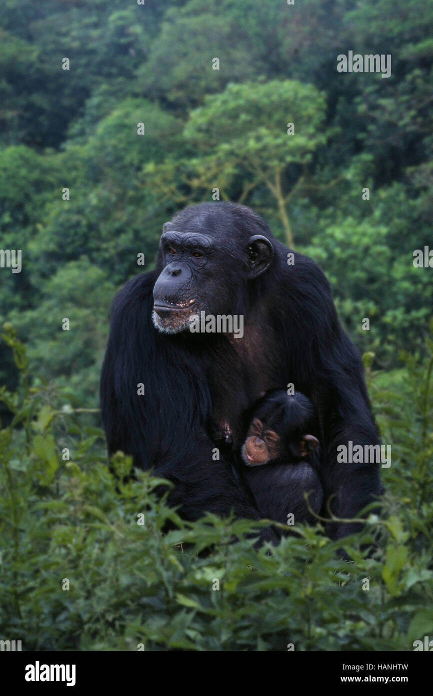 Affe regenwald hi-res stock photography and images - Alamy
