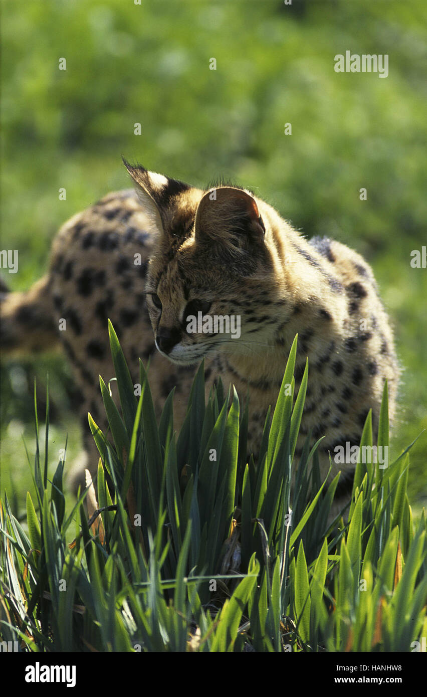 Felis leptailurus serval hi-res stock photography and images - Alamy