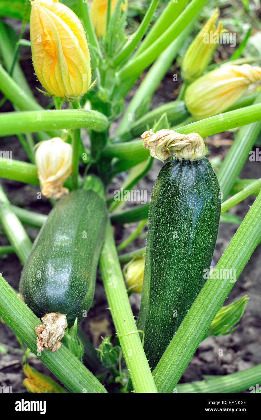 Zucchini flowering hi-res stock photography and images - Alamy