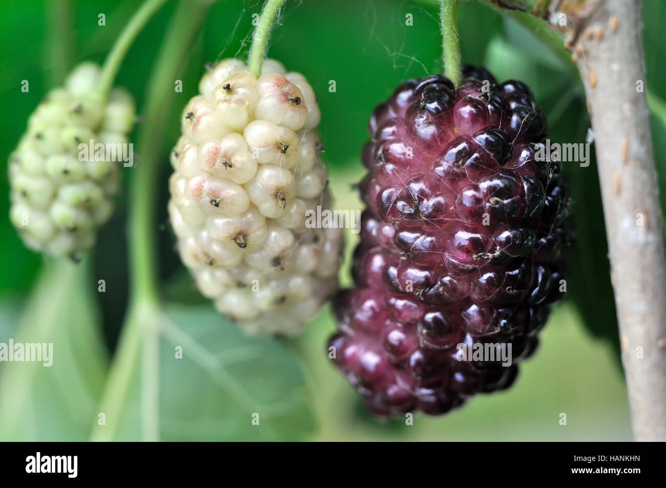 Unripe mulberry hi-res stock photography and images - Alamy