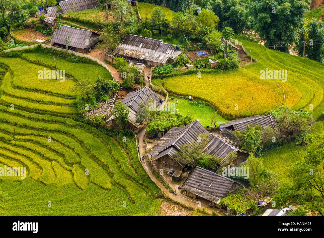 Local houses surrounded by rice fields Stock Photo - Alamy