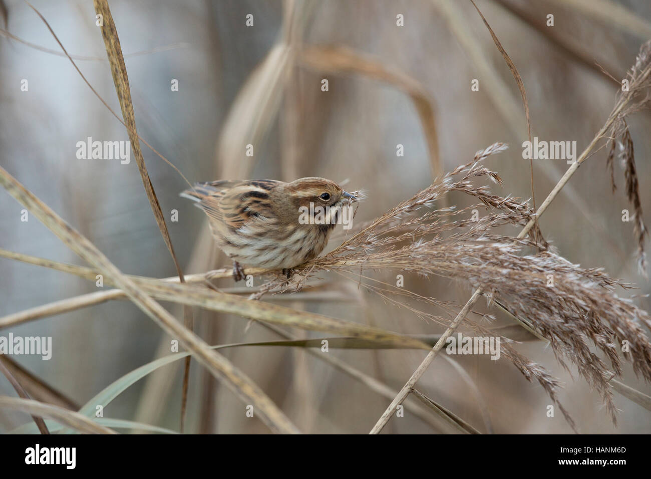Reed Bunting, Emberiza schoeniclus, feeding in reed bed in winter Stock ...