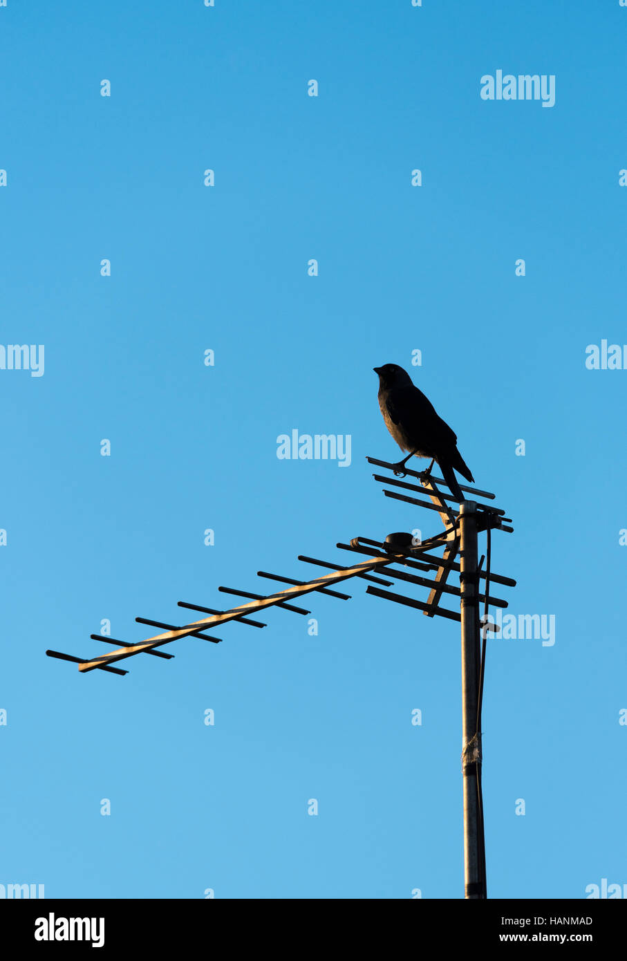 Sun crow hi-res stock photography and images - Alamy