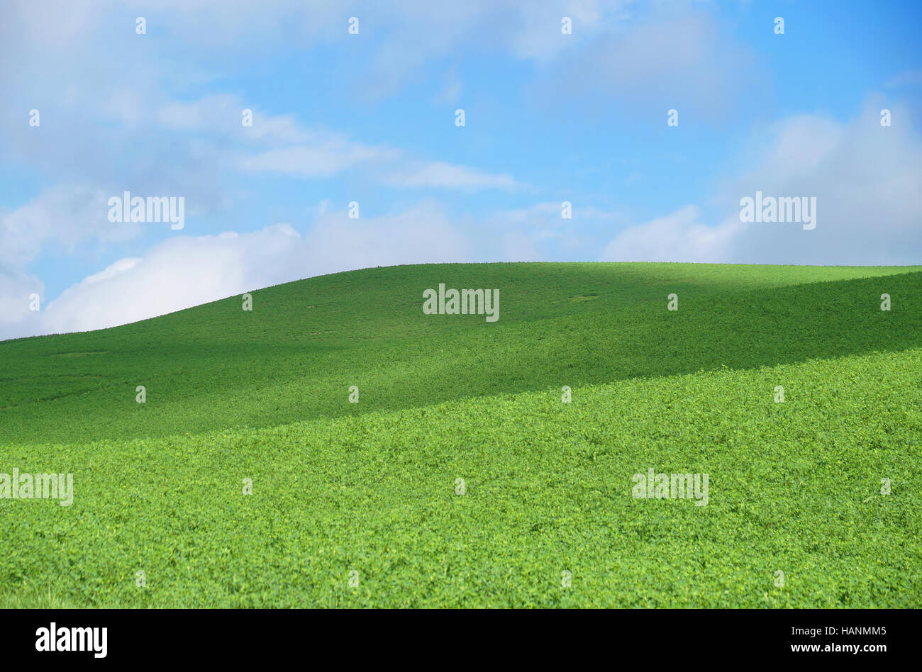 green grass field and bright blue sky Stock Photo - Alamy
