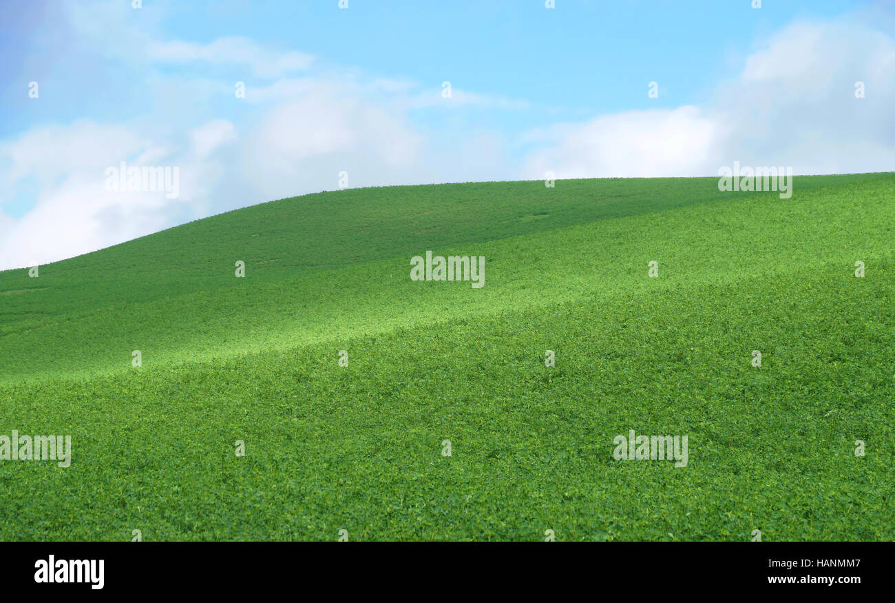 green grass field and bright blue sky Stock Photo - Alamy