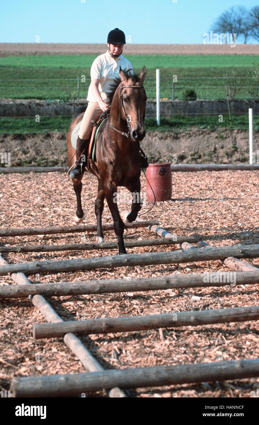 Pferd cavaletti hi-res stock photography and images - Alamy