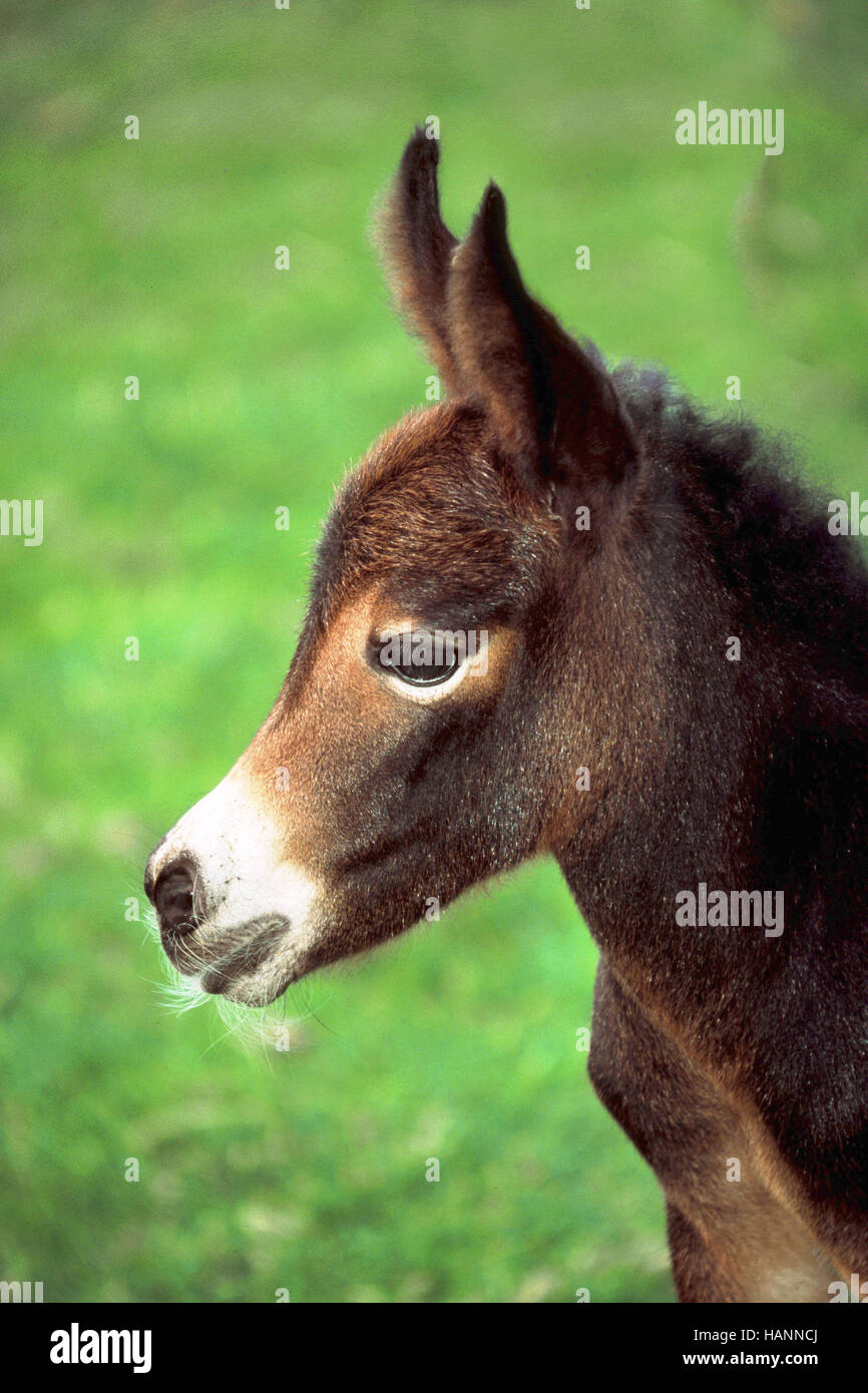 Maultier fohlen hi-res stock photography and images - Alamy