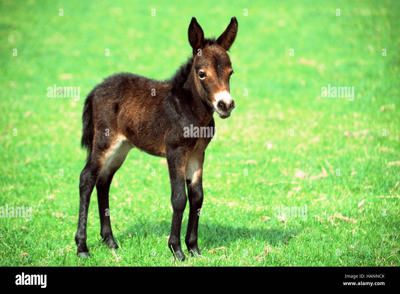 Mule / Maultier Stock Photo - Alamy