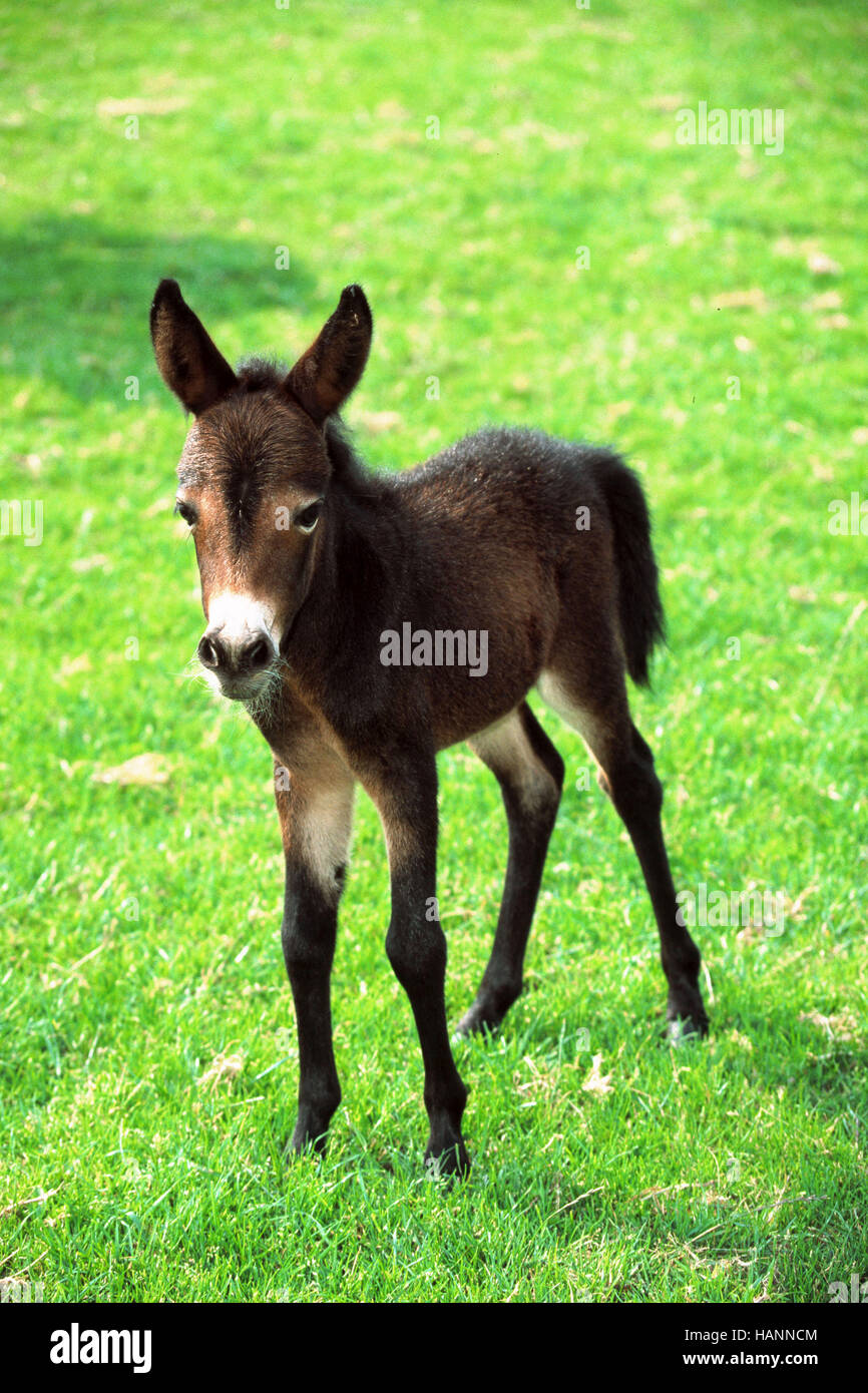 Maultier hi-res stock photography and images - Alamy