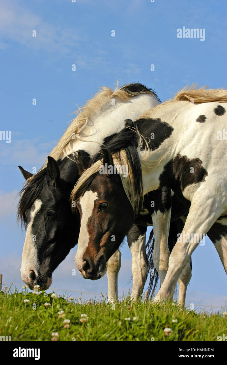 Caballo pinto hi-res stock photography and images - Alamy