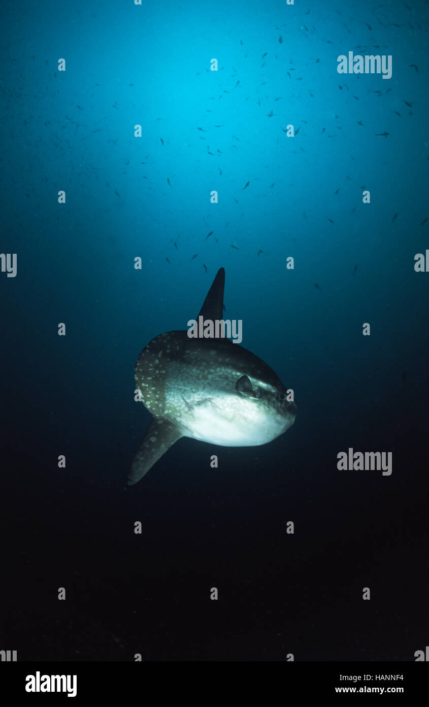 Mondfisch hi-res stock photography and images - Alamy