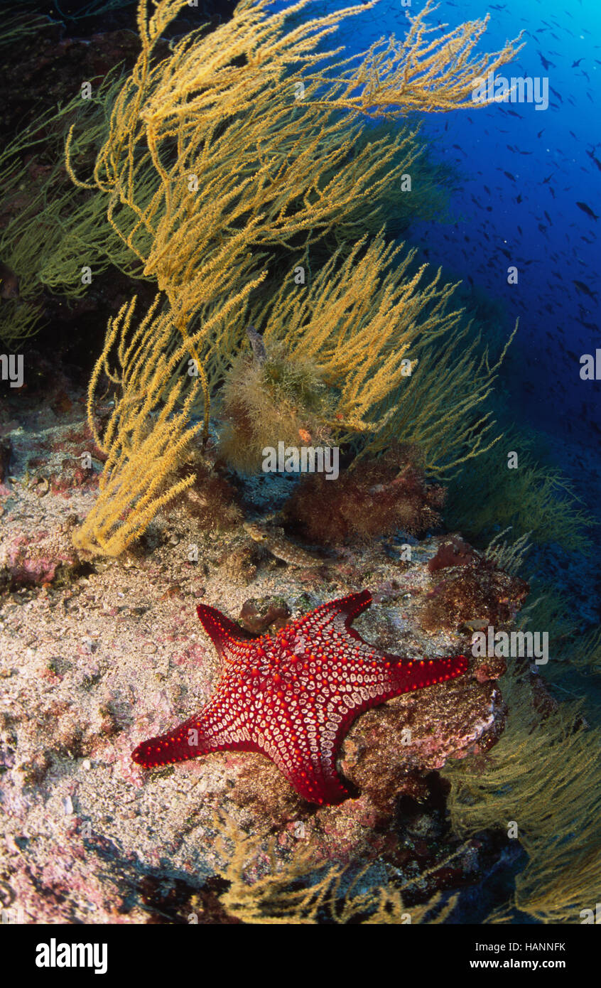 Benthal hi-res stock photography and images - Alamy