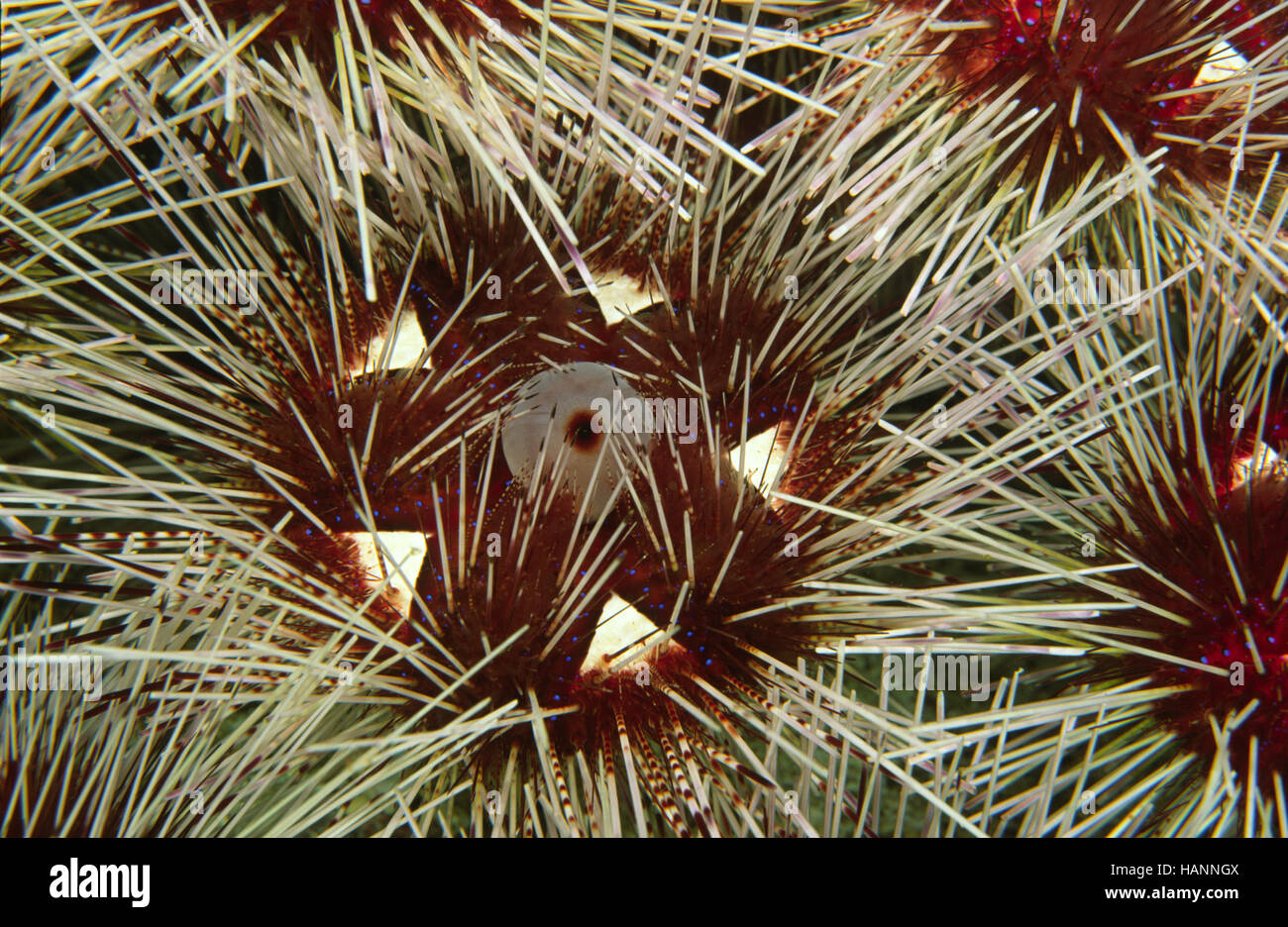 Seeigel details hi-res stock photography and images - Alamy