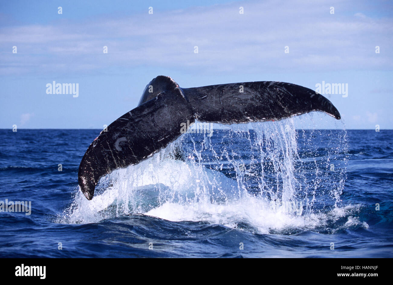 Republica dominicana whale hi-res stock photography and images - Alamy