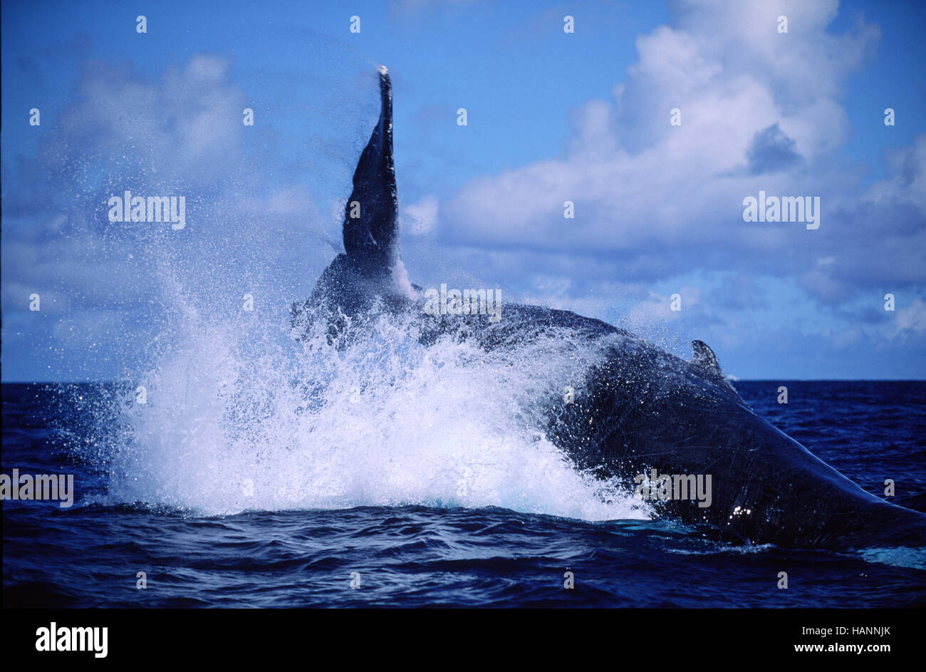 Republica dominicana whale hi-res stock photography and images - Alamy