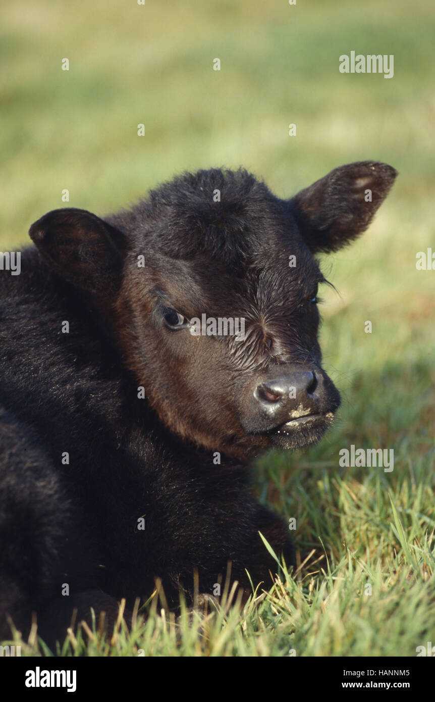 Angusrind / German Angus Beef Cattle Stock Photo - Alamy