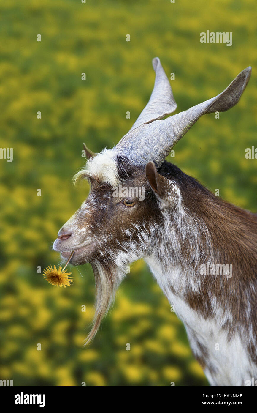Goat / Ziege Stock Photo - Alamy
