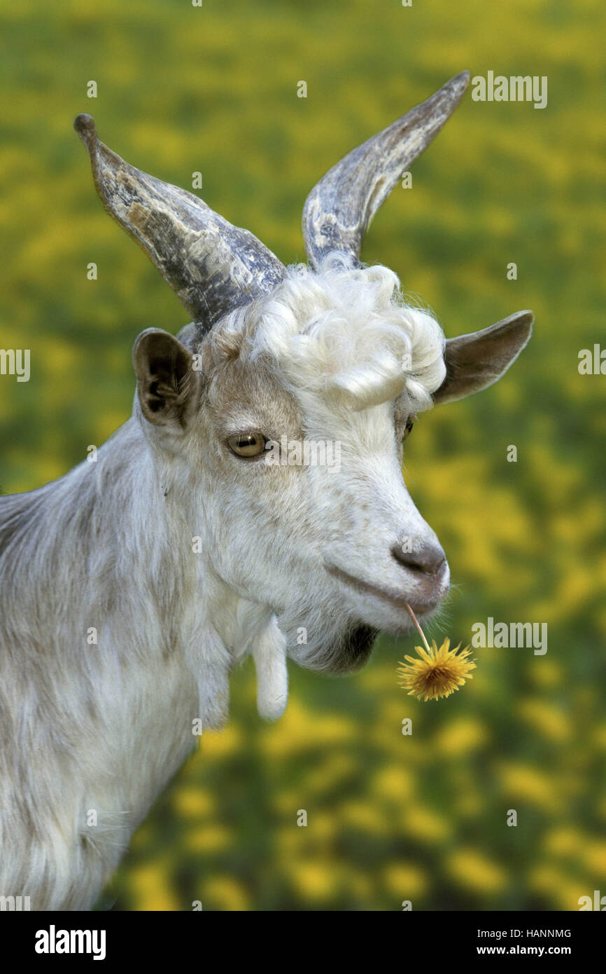 Girgentana goat male billy goat hi-res stock photography and images - Alamy