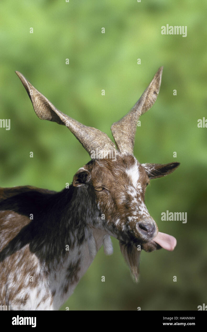 Goat / Ziege Stock Photo - Alamy
