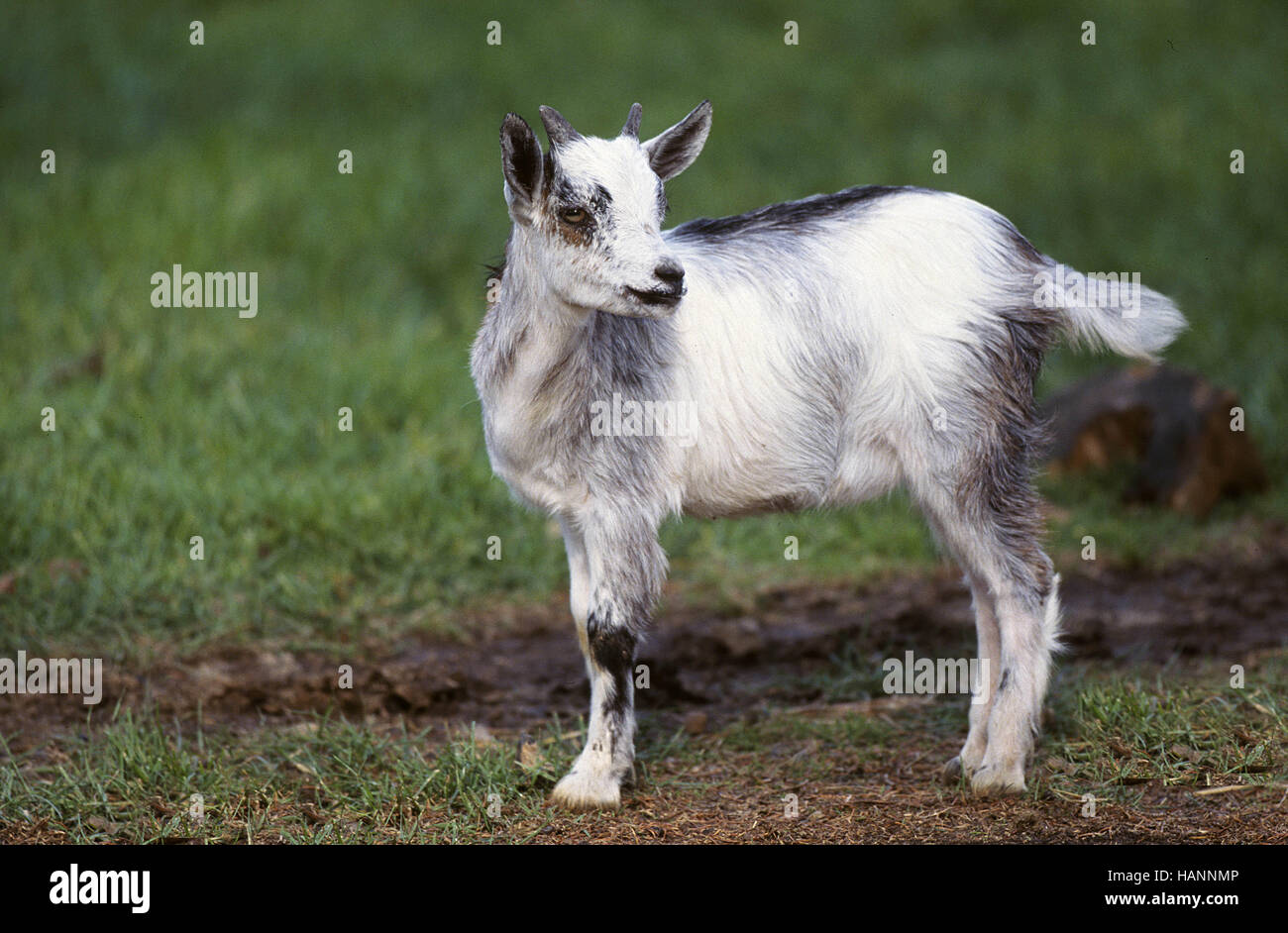 Ziege goat hi-res stock photography and images - Alamy