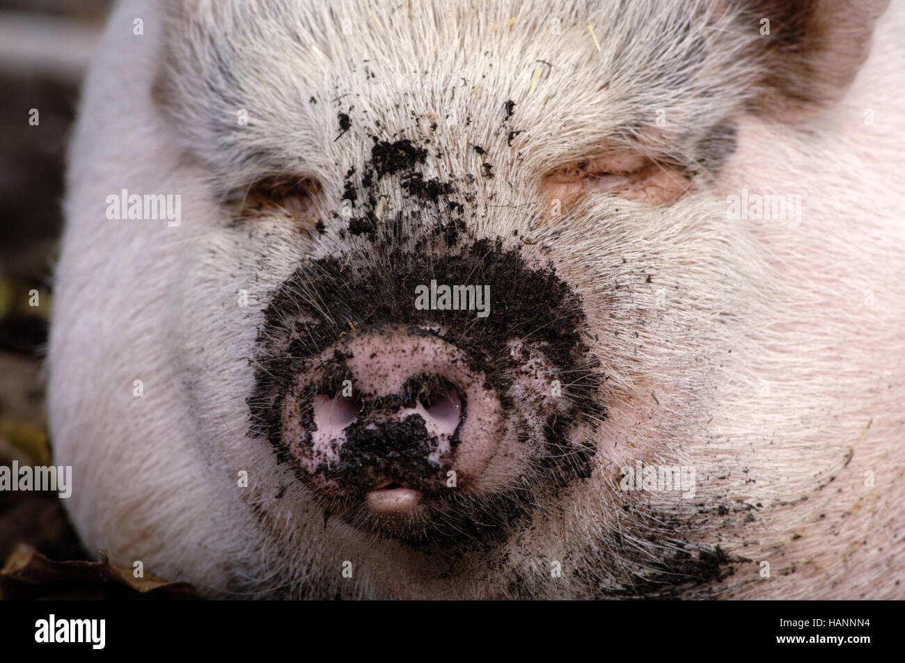 Close up pot bellied pigs hi-res stock photography and images - Alamy