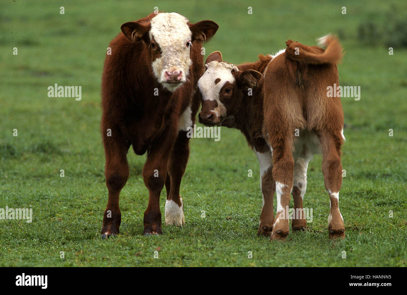 Rindvieh kalb hi-res stock photography and images - Alamy