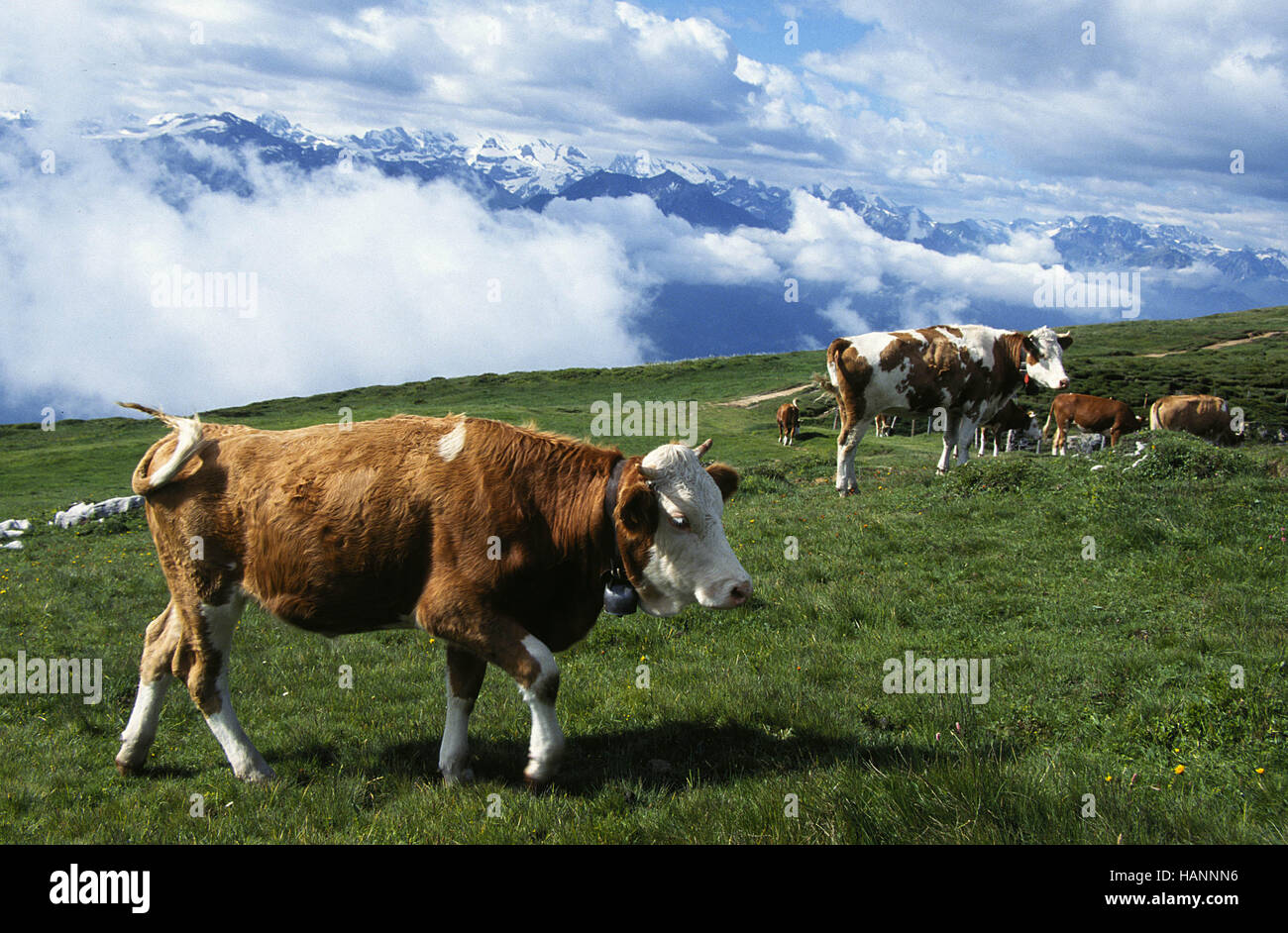 Rindtiere High Resolution Stock Photography and Images - Alamy